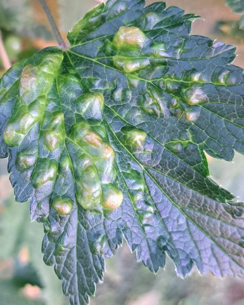 Sõstra-kublatäi (Cryptomyzus ribis) – Taimetohter